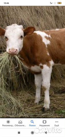 Продаю 2 тёлки