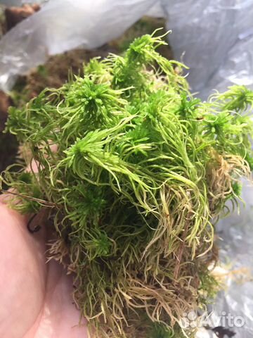 Мох зелёный очищенный для улиток