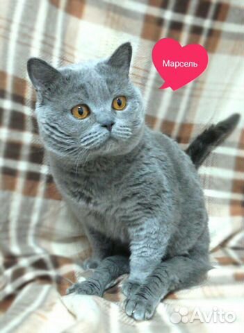 Породистый кот в добрые руки