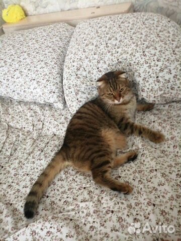 Веслоухий кот