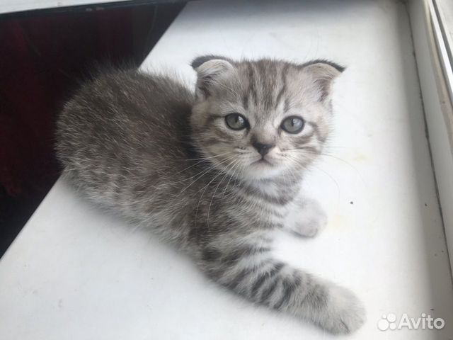 Шотландский веслоухий котёнок девочка