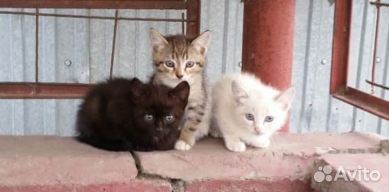 Котятки