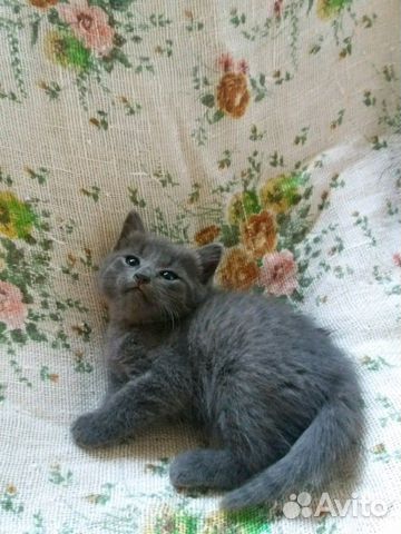 Котята