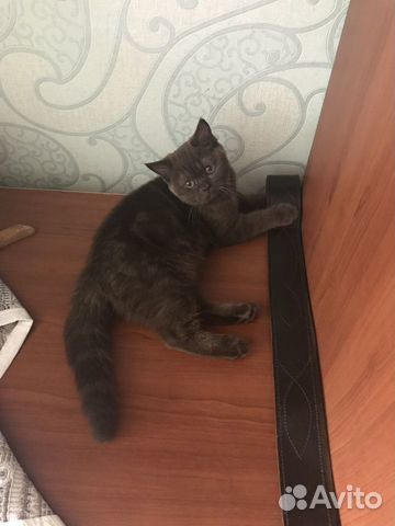 Продам. Британская. 4 месяца