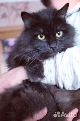 Нереально пушистая красавица Марсела ищет дом