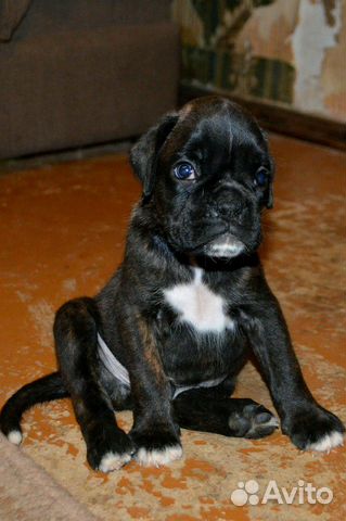 Щенок боксера, мальчик