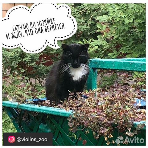 Ему очень нужен новый дом