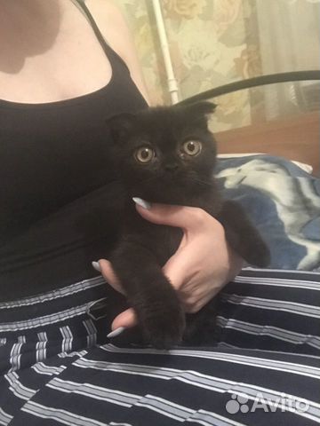 Кот Жук