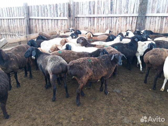 Бараны валухи на курбан в волгограде