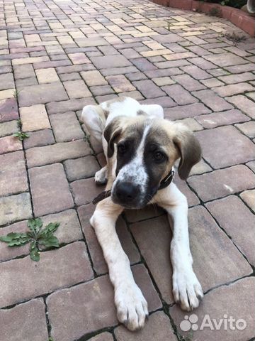 Найдена собака (щенок с ошейником) 01 августа Райо