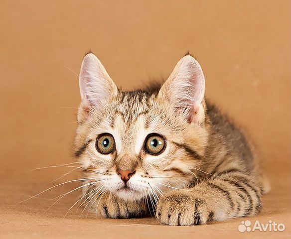 Котенок Степан в добрые руки