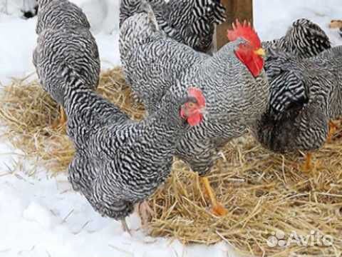 Семья кур породы амрокс