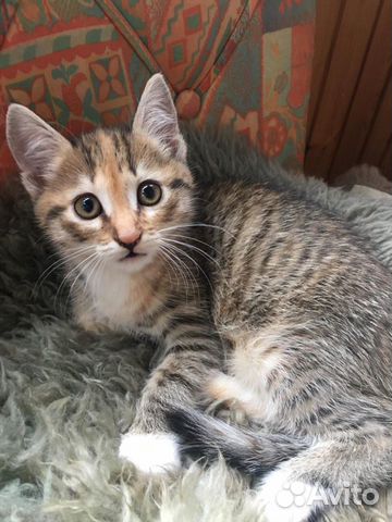 Кошечка 5 мес