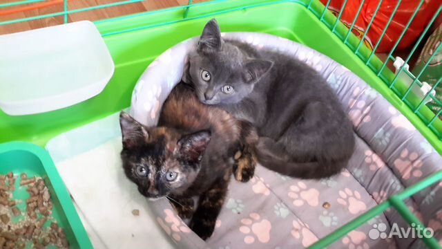 Очаровательные малыши