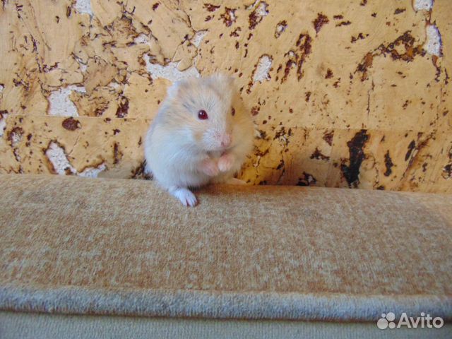 Хомяки - кэмпбелла + новые клетки. шары