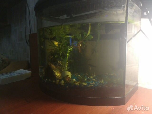 Аквариум с рыбками и креветками