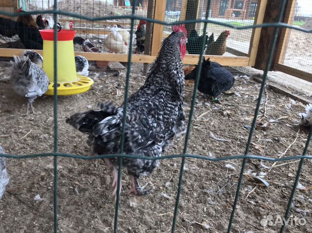 Петух доминант крапчатый, адлеровский