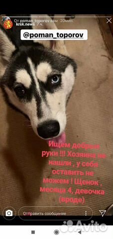 Ищем старых либо новых хозяевов хаски девочки 4мес
