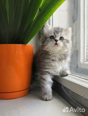 Плюшевый малыш