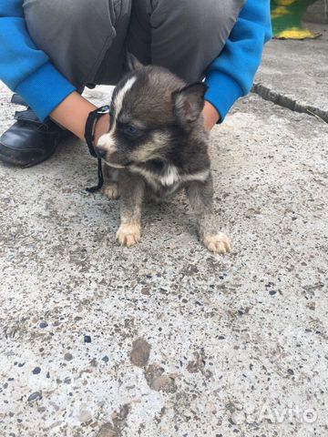 Щенки западно-сибирской хаски