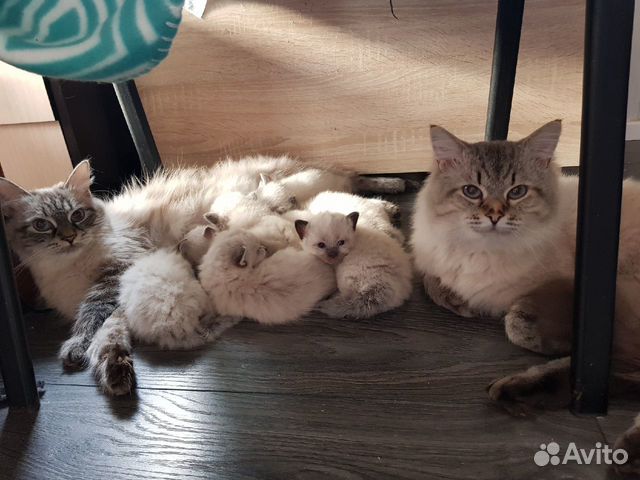 Котята невские маскарадные породистые