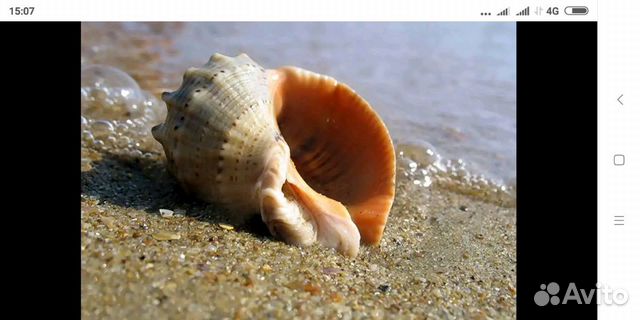 Ракушка рапана черноморская