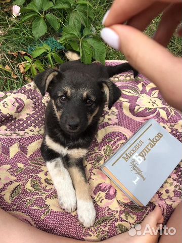 Собака девочка