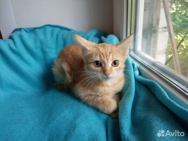 Рыжий котёнок Девочка 2 мес в дар