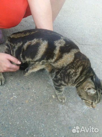 Найден усатый хвостатый