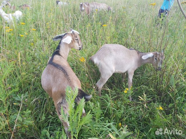Альпийско-зааненские козочки (белые), альпо-нубийс