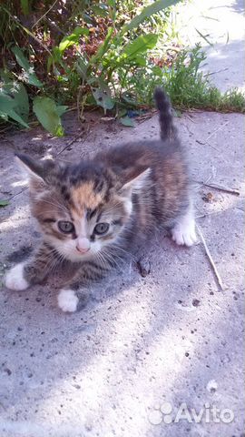 Котята-симпотята