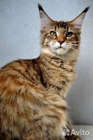 Котята мейн-кун