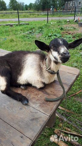 Продам козла