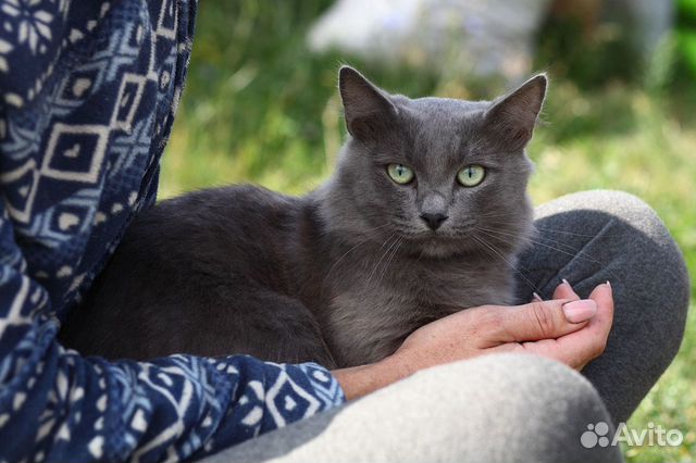 Кот в добрые руки