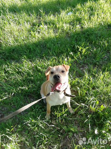 Отдам красивого пса в ответственные руки