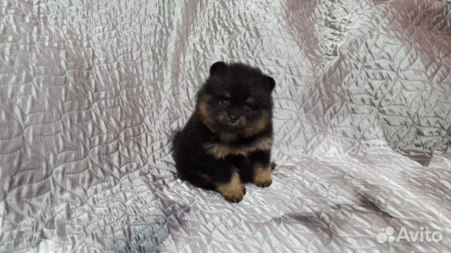 Девочка шпиц, меховая плюшка