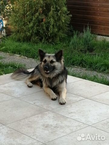 Щенок "Лорд"