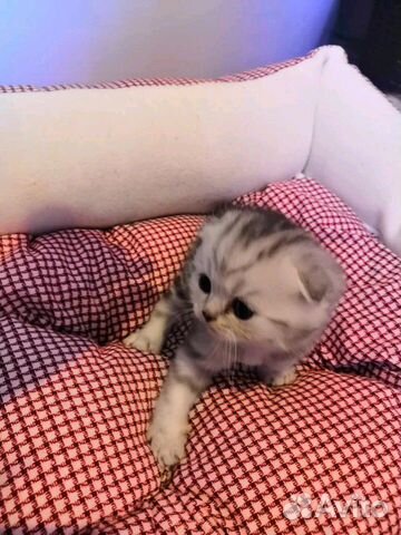Шотландские котята