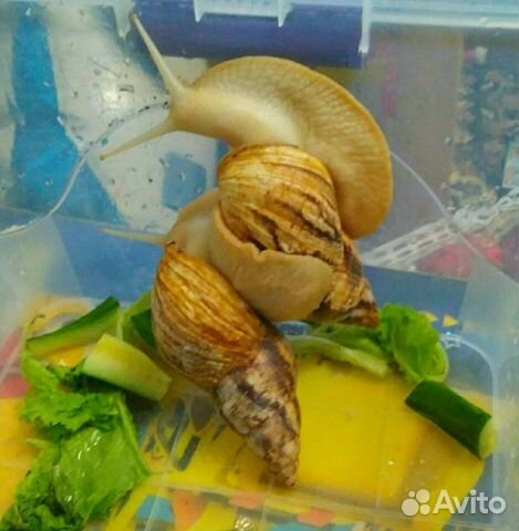 Улитки ахатины