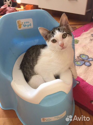 Котята в дар. 4 месяца. 2 штуки