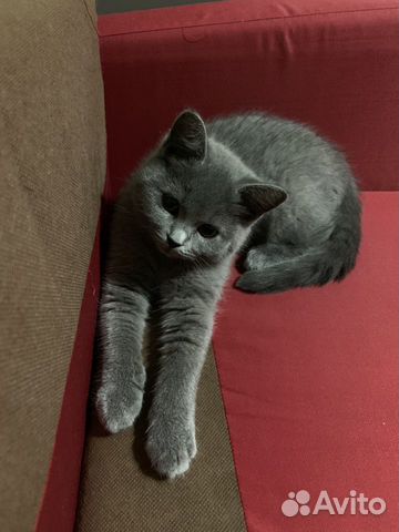 Продам кошку