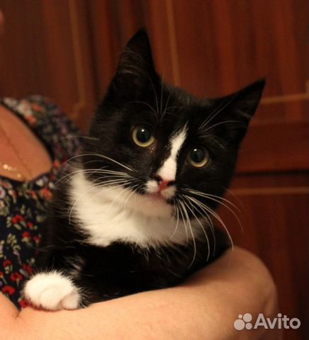 Кошечка Дуся (около 9 месяцев)