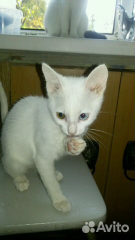 Отам кошечку в доьрые руки