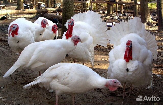 Домашние индейки