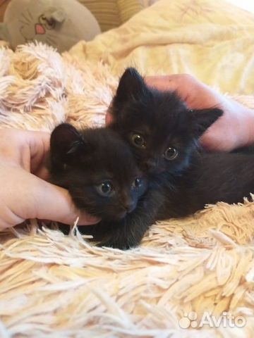 Отдам В хорошие руки смесь британских кошечек