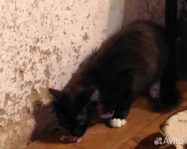 Котенок - очень серьезная девочка