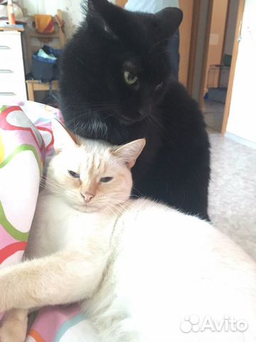 Кошка в дрбрые руки