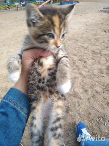 Отдам котёнка даром метис мейн куна
