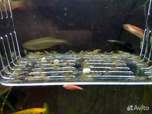 Мраморный рак