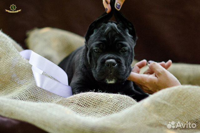 Чёрный мальчик кане корсо